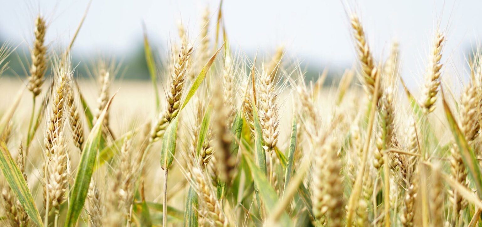 Climate Change and Organic Cropping